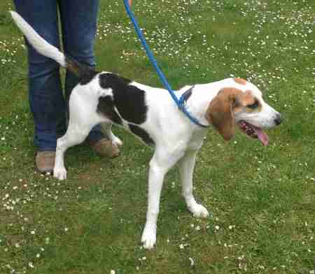 Perry - 10-12 month old male Foxhound Terrier cross Beagle available ...