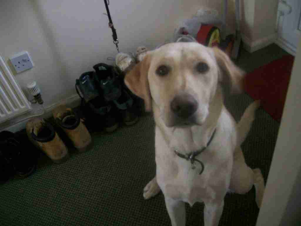 Milly - 1 year old female Labrador Retriever available for adoption