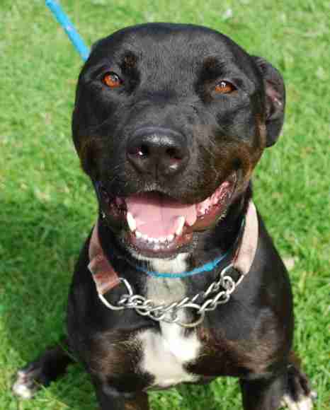 Buffy - 16 month old female Labrador cross Rottweiler available for ...