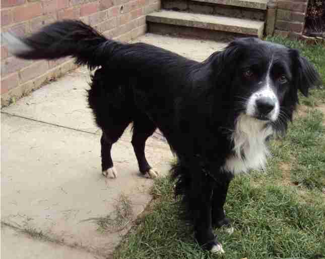 Fraser - 18 month old male English Springer Spaniel cross Collie ...
