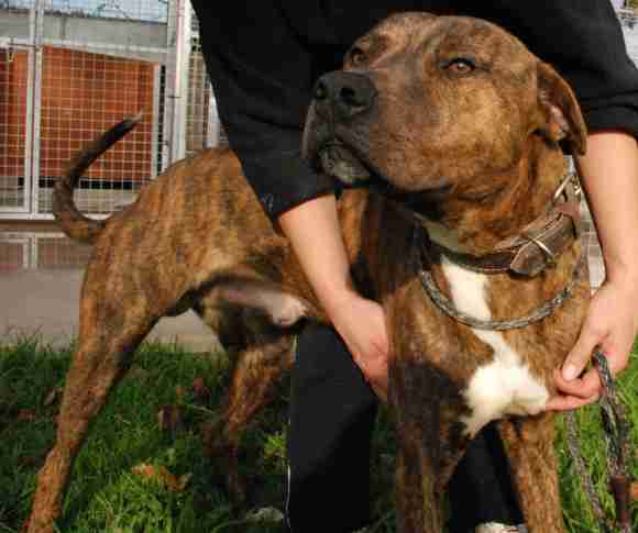 Jake - 18 month old male Staffordshire Bull Terrier cross Lurcher ...