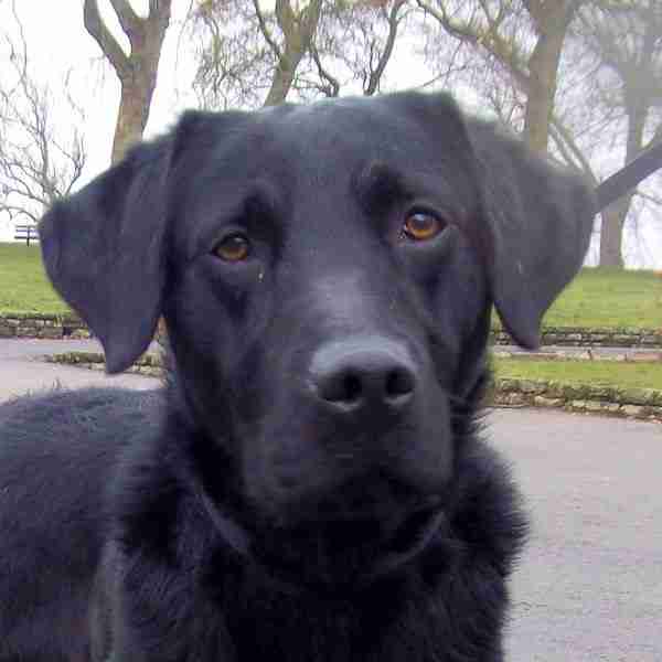 Mo - 2 year old male Labrador Retriever available for adoption