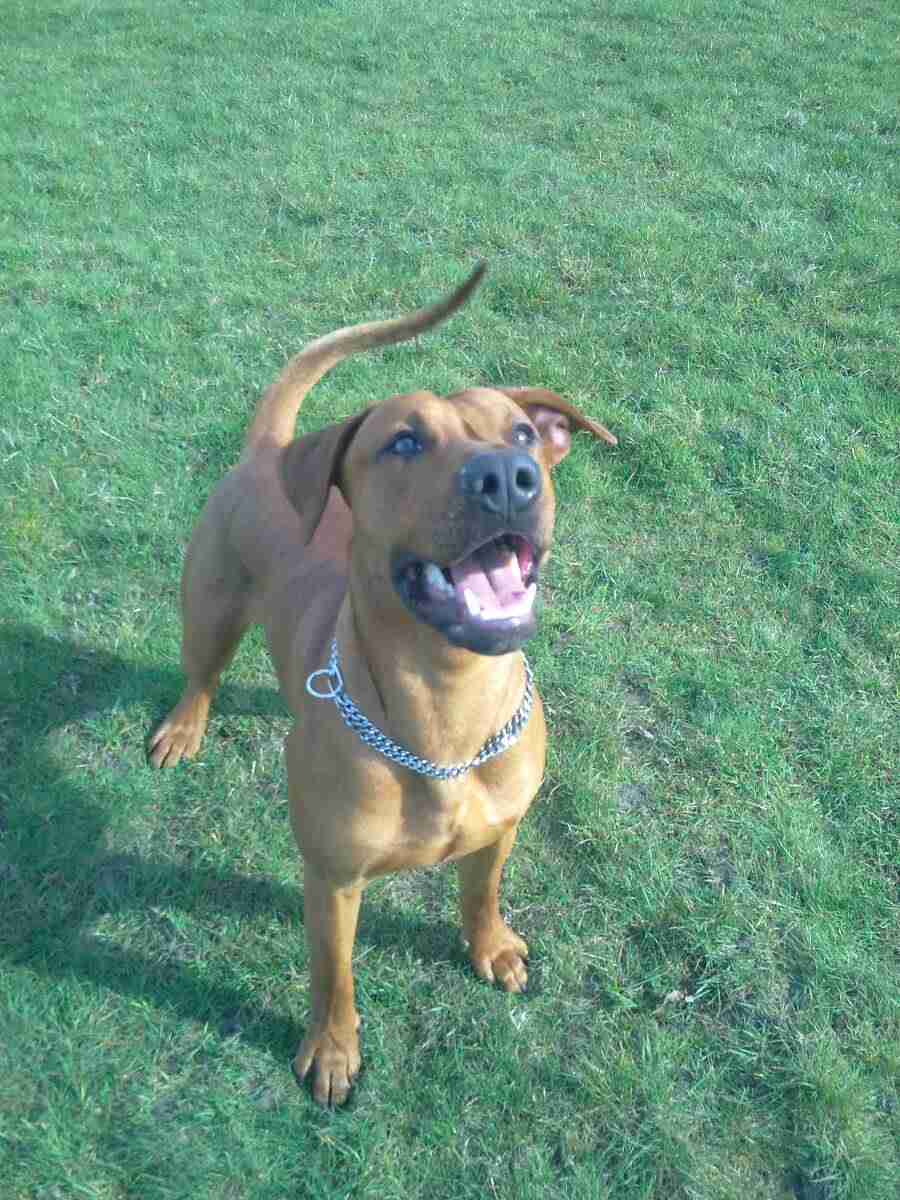 Ronnie - 10 month old male Rhodesian Ridgeback cross Dobermann ...