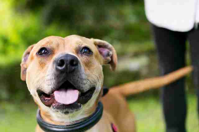 Posts by Hope Rescue Wales | Dogs for Adoption & Rescue - DogsBlog.com