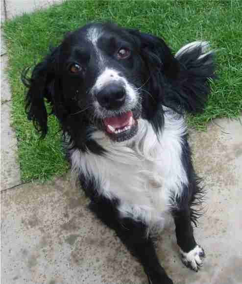 Bryn - 18 month old male Collie cross English Cocker Spaniel available ...