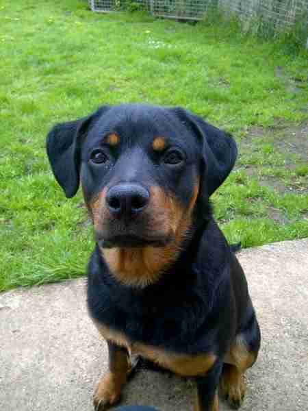 Floyd - 7 month old male Rottweiler available for adoption