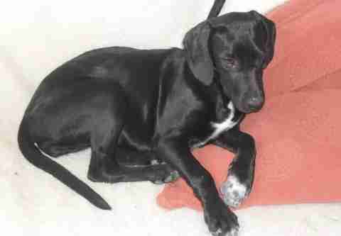 Cross - 16 week old female Pointer cross Labrador available for adoption