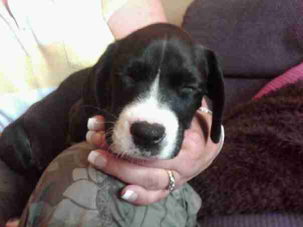 Maisy - 8 week old Boxer cross English Springer Spaniel available for ...