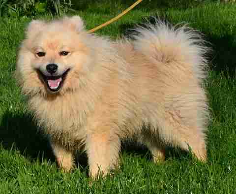 Wesley - 2 year old male German Spitz available for adoption