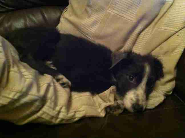 Mouse - 9 week old female Collie available for adoption