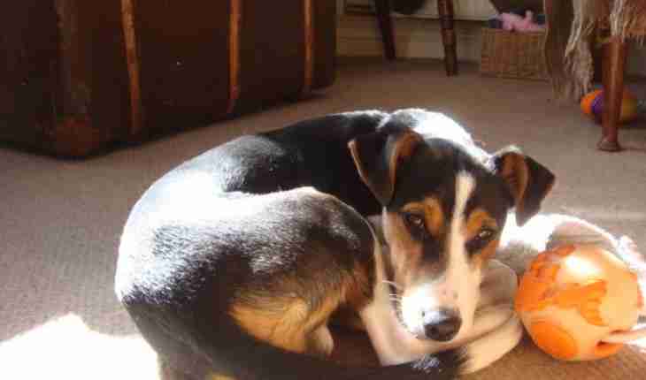 Jack Russell Whippet Cross