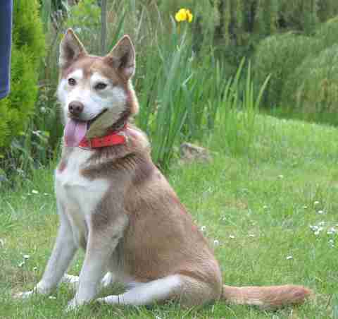 Lilly - 2 year old female Siberian Husky available for adoption