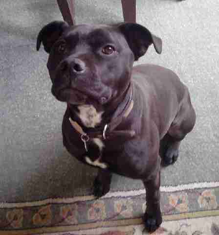 Alex - 2 year old male Staffordshire Bull Terrier cross Labrador ...