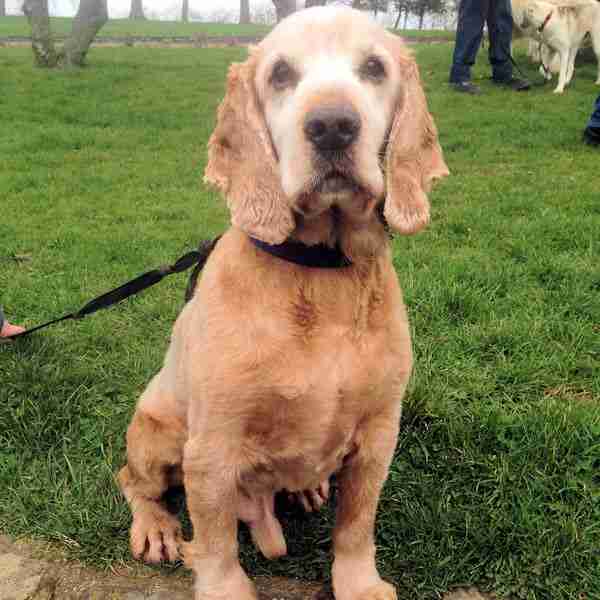 Dino - 12 year old male English Cocker Spaniel available for adoption