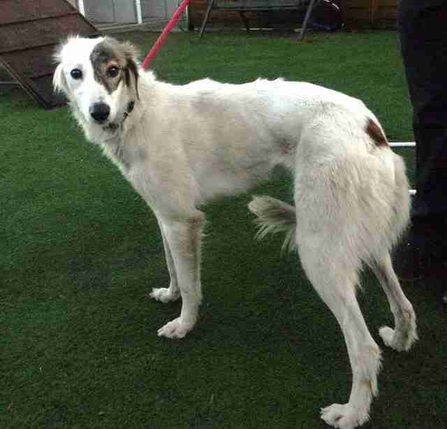 Charm - 2 year old female Saluki cross Lurcher available for adoption