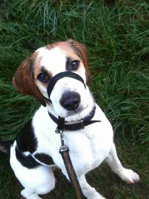 Woody - 18 month old male Beagle cross Foxhound available for adoption