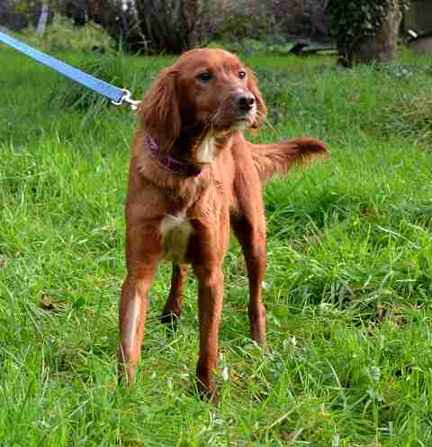 Rumour - 1 year old female Irish Setter cross Red Setter available for ...