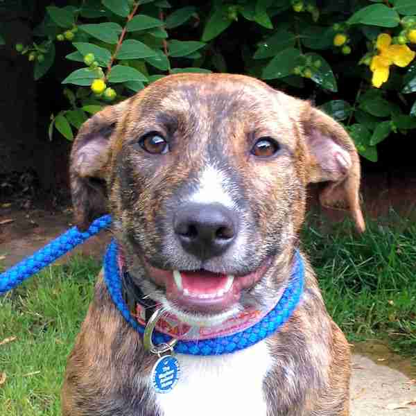 Mayhew Animal Home - Dogs for Adoption - dogsblog.com - Page 19 of 106