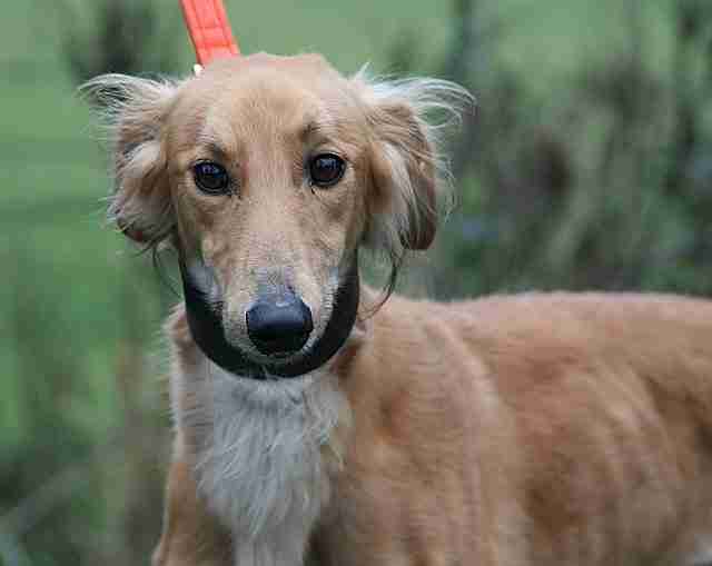 Barley - 18 month old male Saluki Cross available for adoption