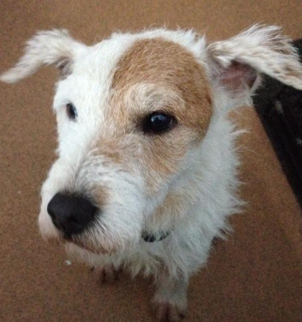 Cheeky - 7 year old male Parson Russell Terrier available for adoption