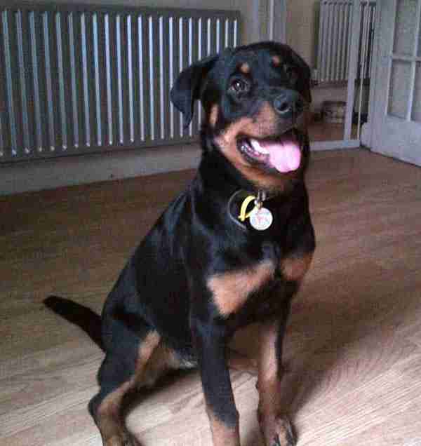 Coco - 6 month old male Rottweiler available for adoption
