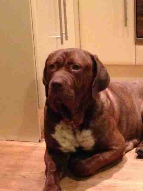 Samson â€“ 18 month old male Dogue de Bordeaux cross Mastiff available ...