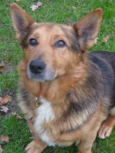 Yogi - 3 year old male Corgi cross German Shepherd available for adoption