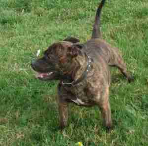 Doris Banham Dog Rescue Nottinghamshire - Dogs for Adoption - dogsblog ...