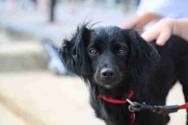Lilly - 1-2 year old female English Cocker Spaniel Cross Dachshund ...