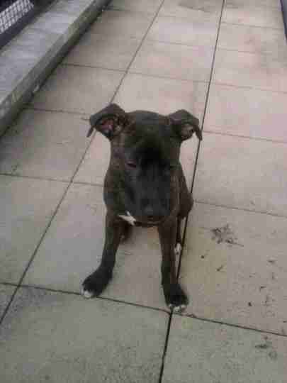 Axl - 6 month old male Staffordshire Bull Terrier cross Lurcher ...