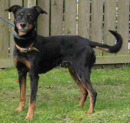 Hunter - 6 year old male Whippet Cross available for adoption