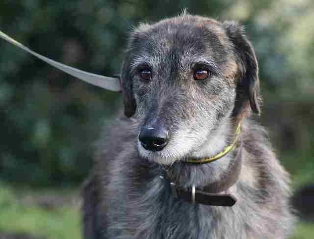 Lurch - 2-3 year old male Lurcher available for adoption