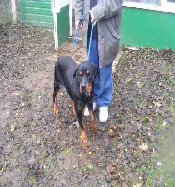 Possey 2 Year Old Female Rottweiler Available For Adoption possey-2-year-old-female-rottweiler-available-for-adoption