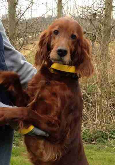 Aiofe - 5-6 year old female Red Irish Setter available for adoption