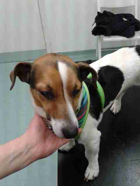 Posts by Jack Russell Terrier Rescue UK | Dogs for Adoption & Rescue ...