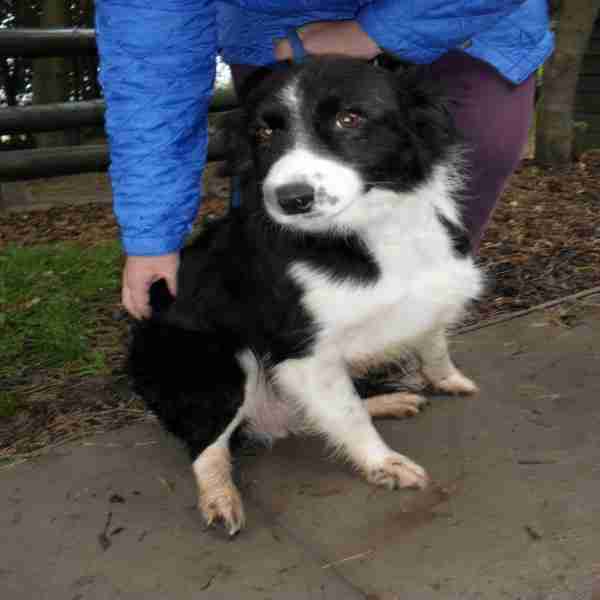 Petra - 5 year old female Border Collie available for adoption