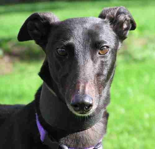 Lizzie - 2 1/2 year old female Greyhound available for adoption