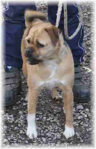 Buster - 3 year old male Pug cross Border Terrier available for adoption