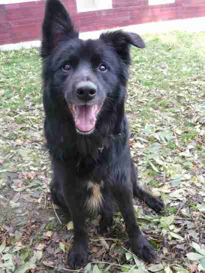 Ted - 6 year old male Border Collie Cross available for adoption