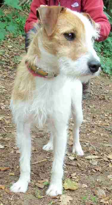 Santa - 1-4 year old female Parson Russell Terrier available for adoption
