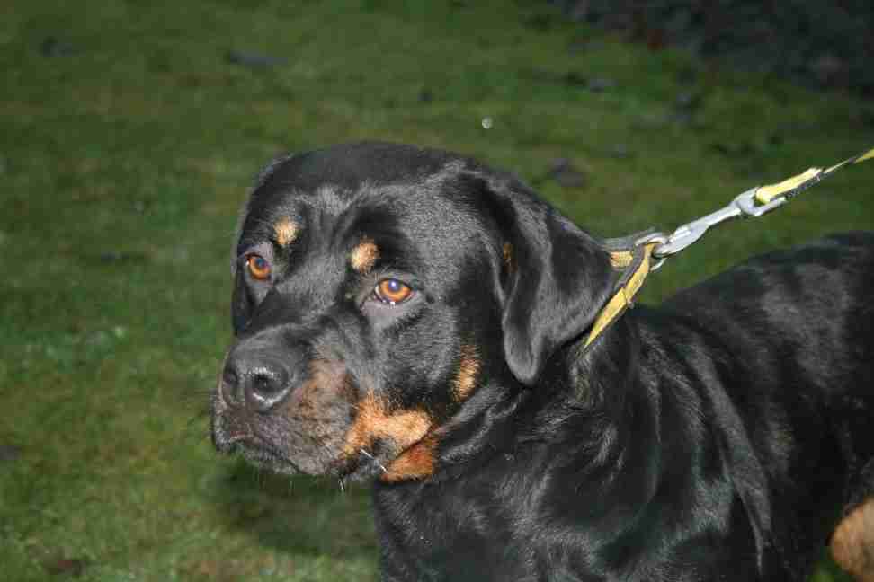 Jess - 1 year old female Rottweiler Cross available for adoption