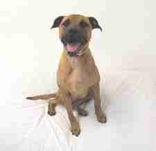 Tia - 3-4 year old female Rhodesian Ridgeback cross Staffordshire Bull ...