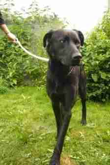 Monty – 1 year old male Labrador cross Lurcher dog for adoption