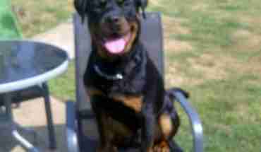 Posts by Rottie Rehab Wiltshire | Dogs for Adoption & Rescue - DogsBlog.com