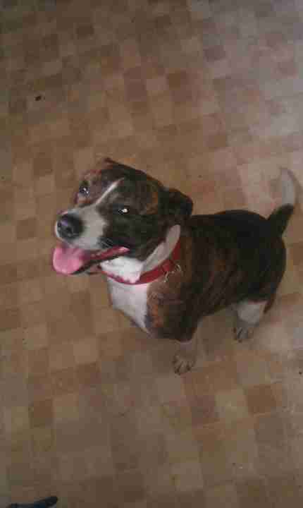 Bex - 18 month old female Staffordshire Bull Terrier cross Jack Russell ...