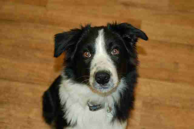 Adopt A Dog Rescue Perth - Dogs for Adoption - dogsblog.com