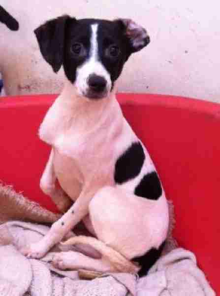 Chance - 5 month old female Whippet cross Spaniel available for adoption