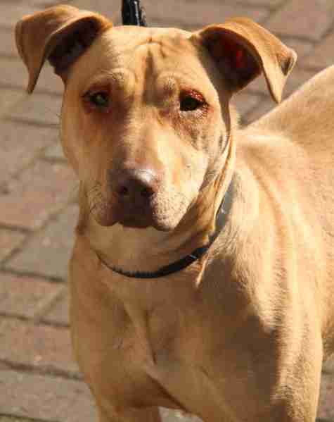 Cassie - 10 month old female Shar-Pei cross Staffordshire Bull Terrier ...