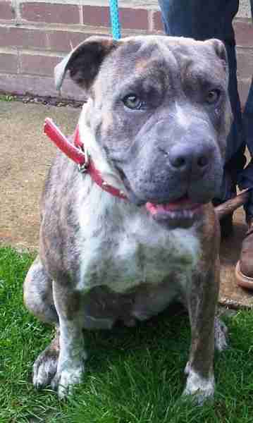 Chloe - 2-3 year old female Shar-Pei cross Staffordshire Bull Terrier ...