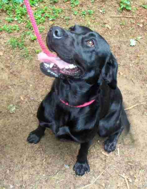 Petra - 1 year old female Labrador available for adoption